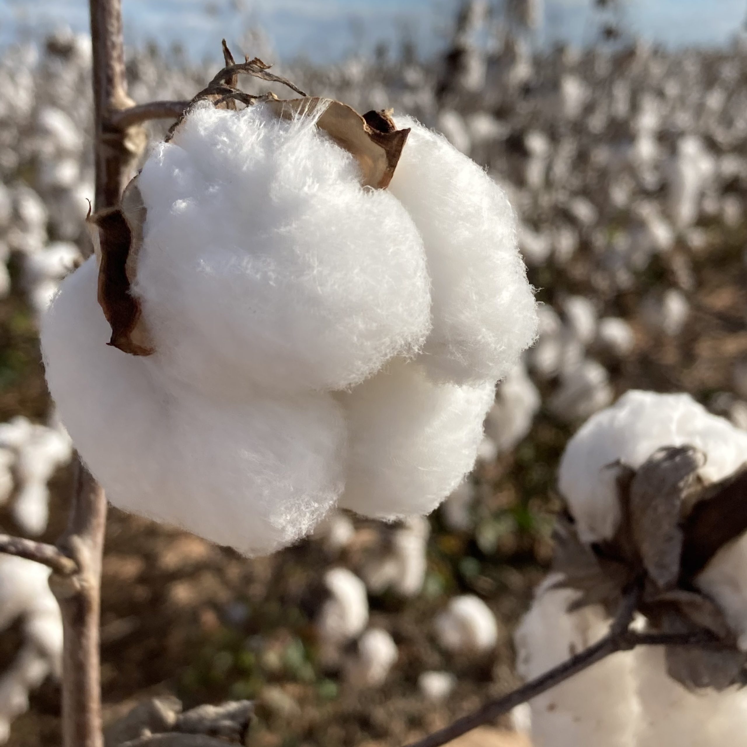 What's the deal with cotton? - Watercolor Beginners and Beyond