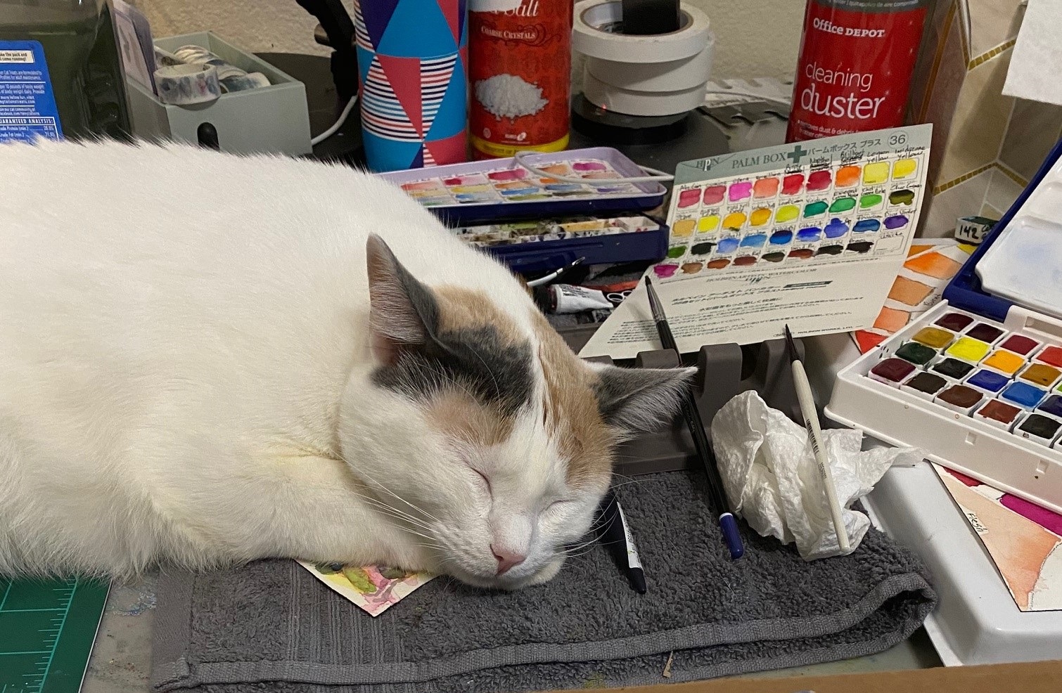 Toonces the cat who could paint (just not very well) - Watercolor ...