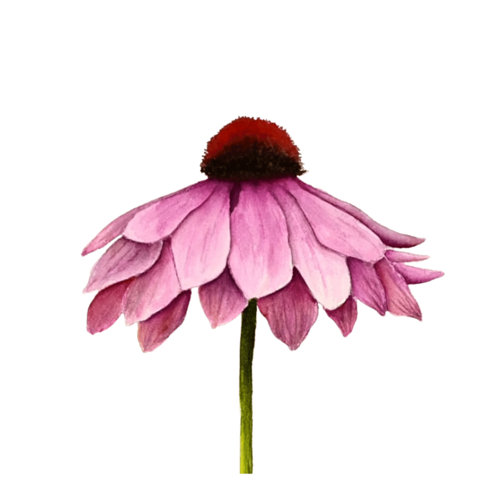 Painting Challenge: Joyful Art - Watercolor Beginners and Beyond