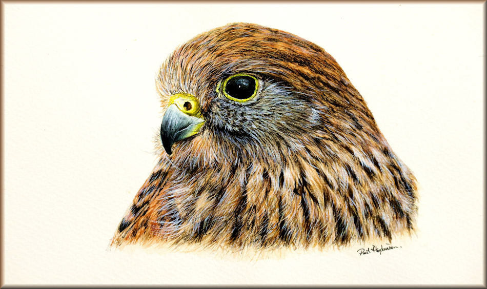 Painting Challenge: Wildlife - Watercolor Beginners and Beyond