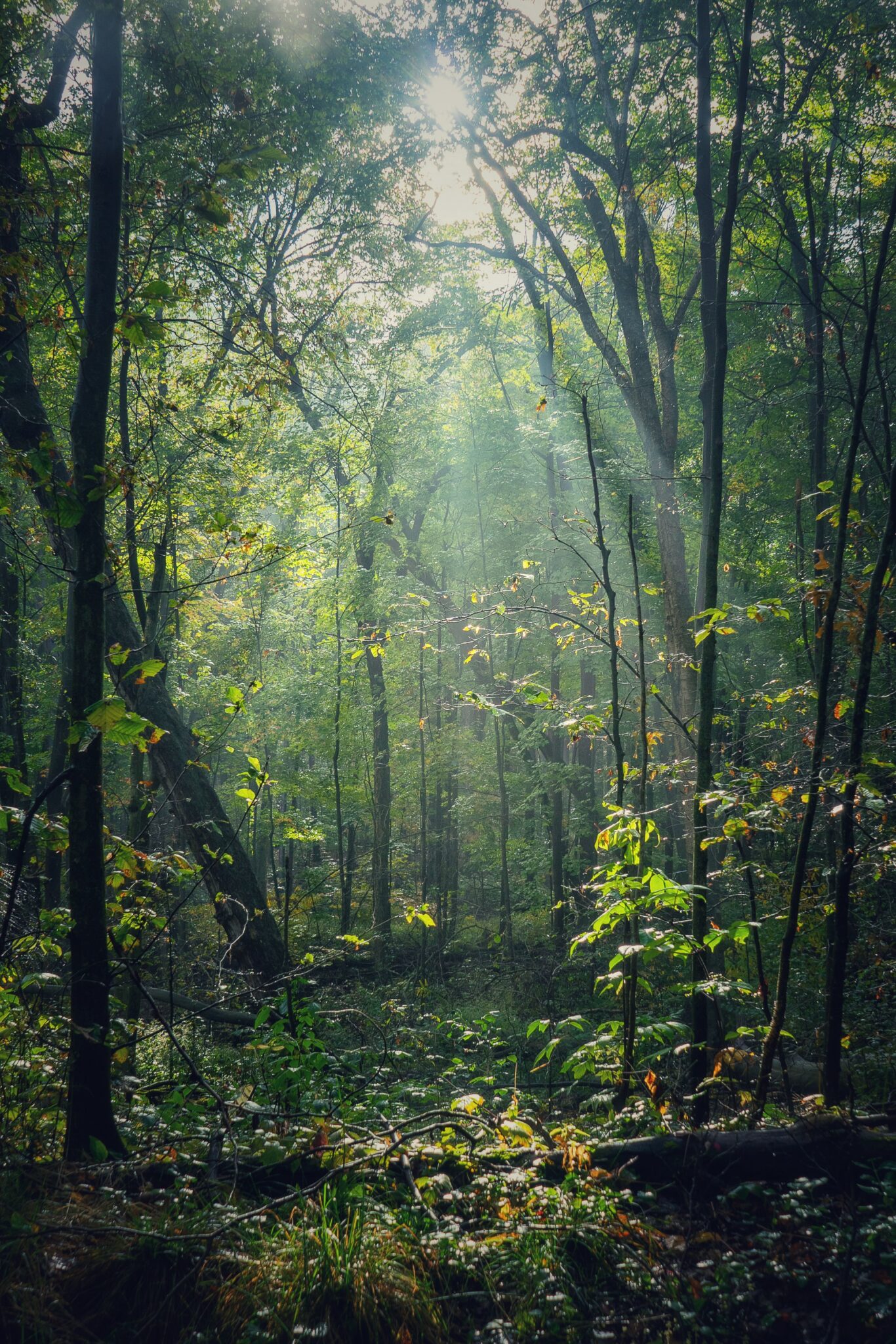Painting Challenge: Rainforests - Watercolor Beginners and Beyond