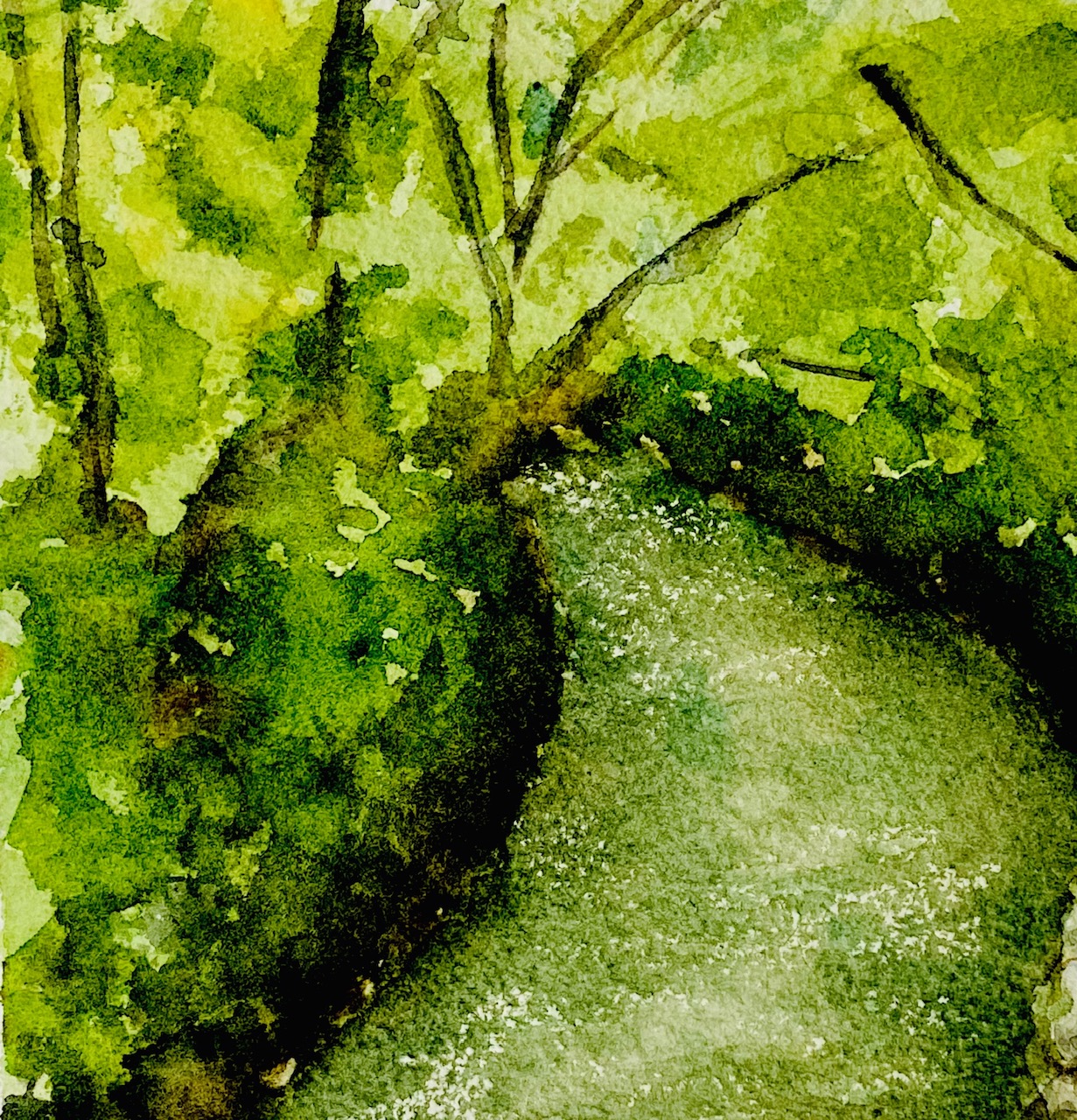 Painting Challenge: Rainforests - Watercolor Beginners and Beyond