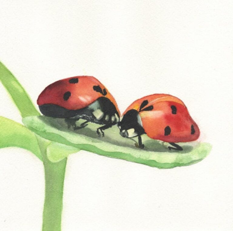 Watercolor Challenge: Ladybugs - Watercolor Beginners and Beyond